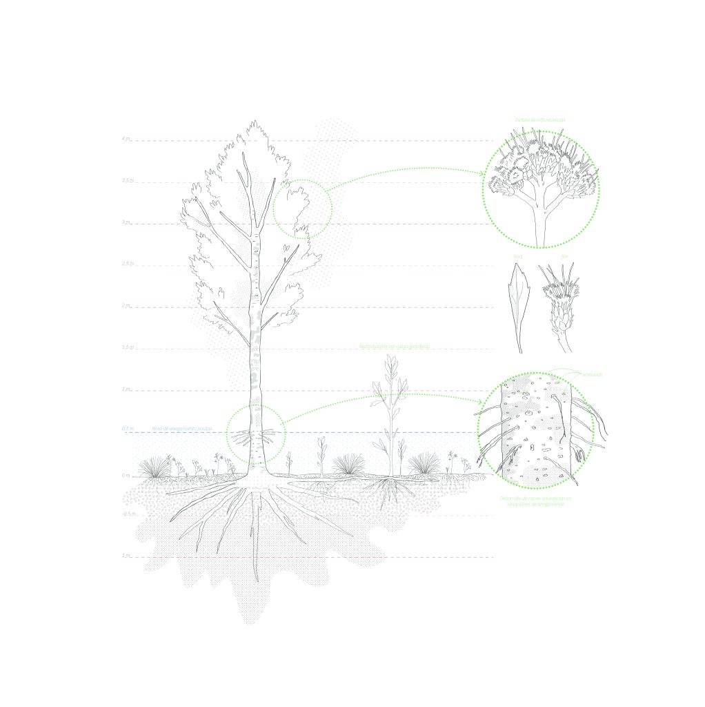 Bosque Malba - Bulla